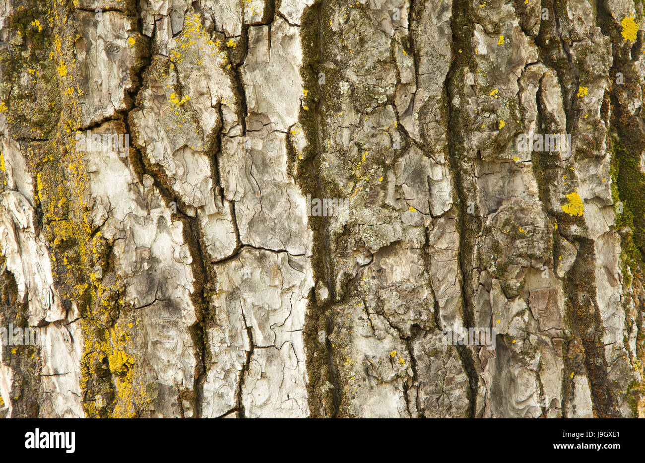 Old walnut tree trunk covered by moss. Background Stock Photo - Alamy