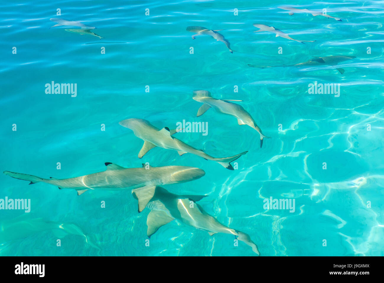 Blacktip reef sharks in Moorea, French Polynesia Stock Photo - Alamy