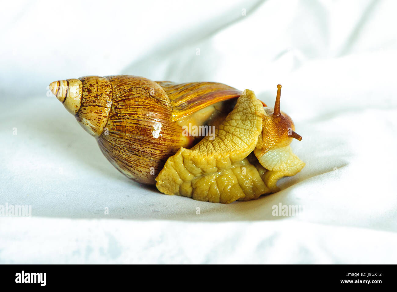 Single Snail with a beautiful shell,nice coloring,close up isolated on ...