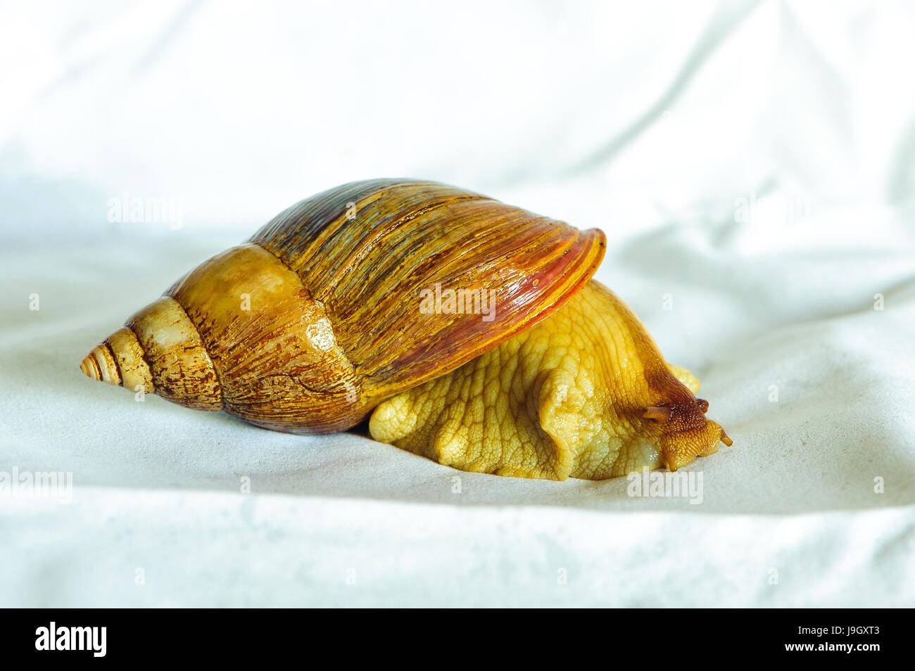 Single Snail with a beautiful shell,nice coloring,close up isolated on ...