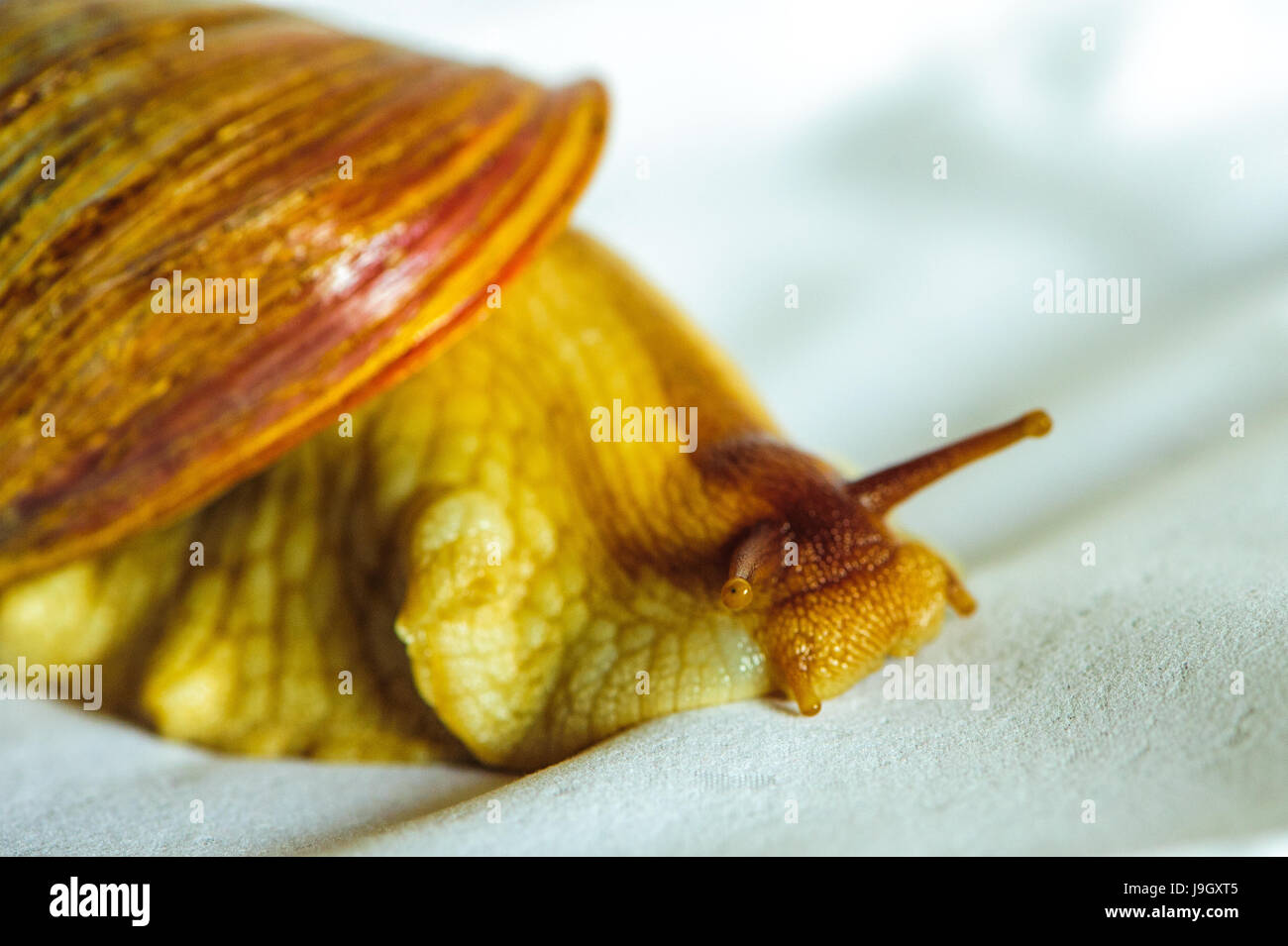 Single Snail with a beautiful shell,nice coloring,close up isolated on ...