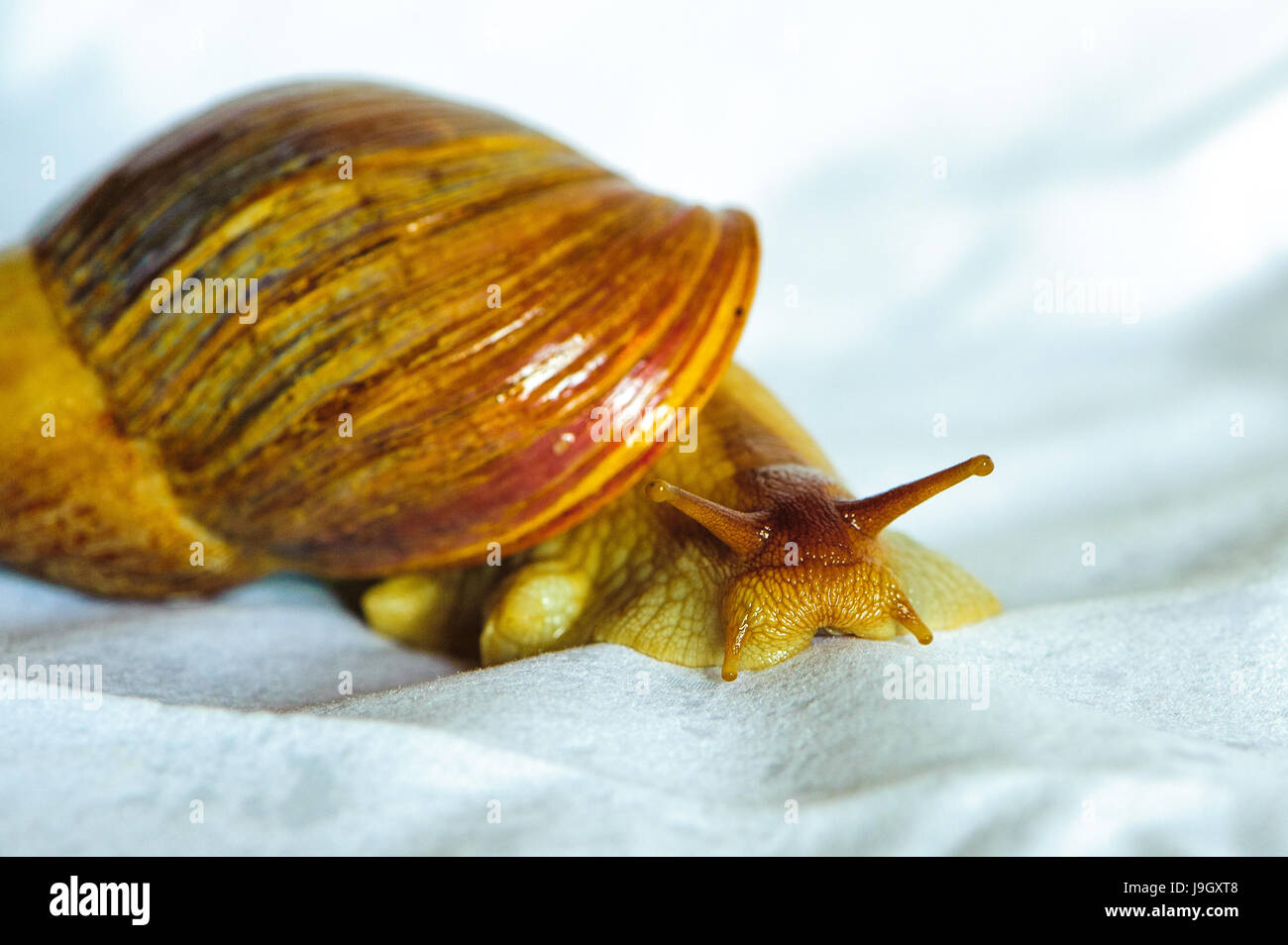 Single Snail with a beautiful shell,nice coloring,close up isolated on ...