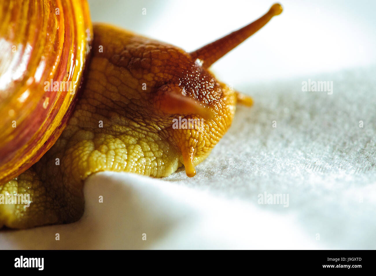 Single Snail with a beautiful shell,nice coloring,close up isolated on ...