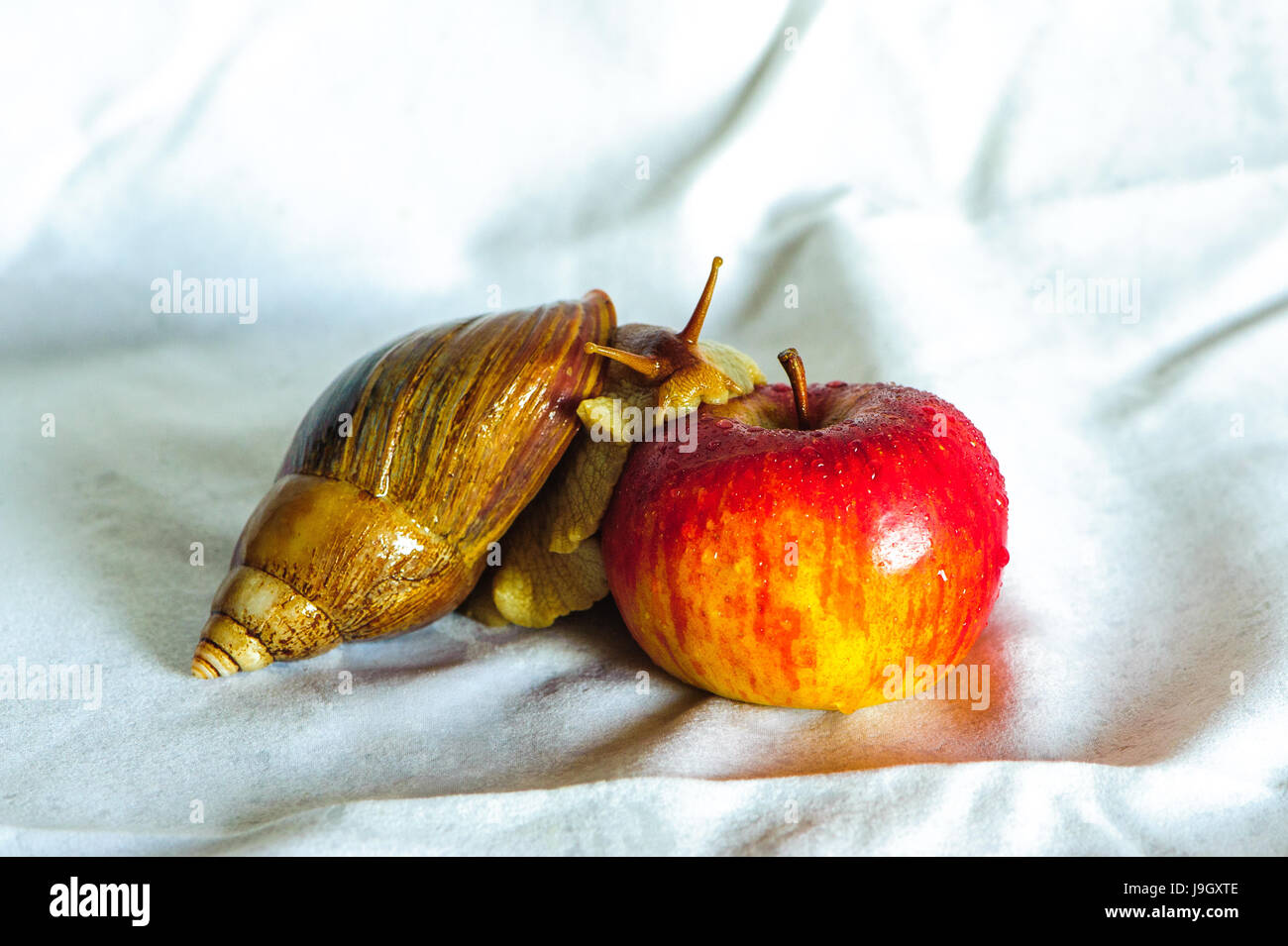 Single Snail on the apple with a beautiful shell,nice coloring,close up ...