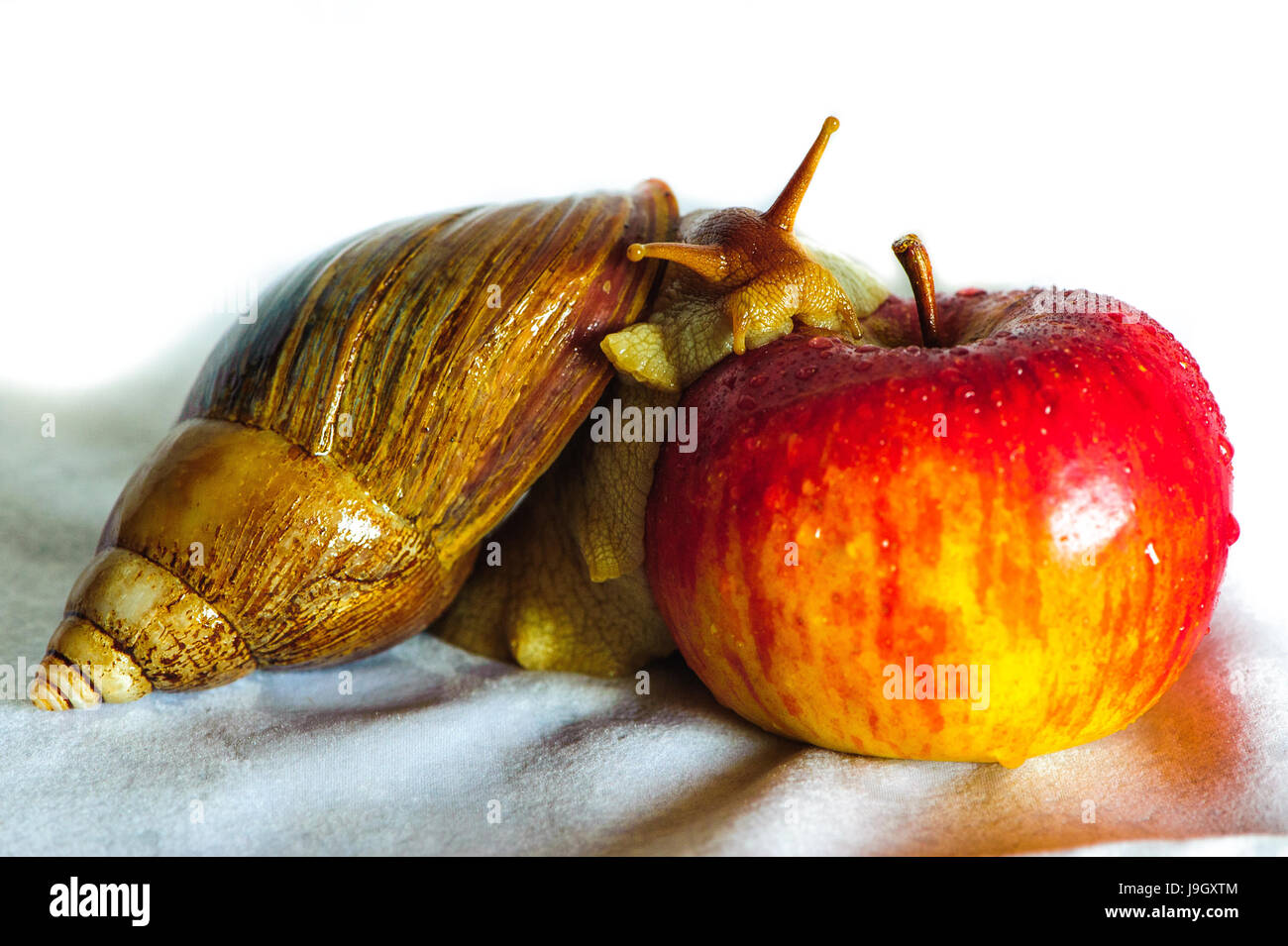 Single Snail on the apple with a beautiful shell,nice coloring,close up ...