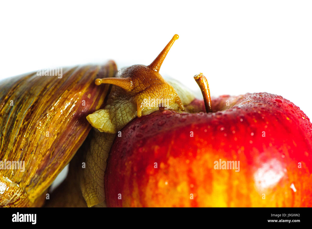 Single Snail on the apple with a beautiful shell,nice coloring,close up ...