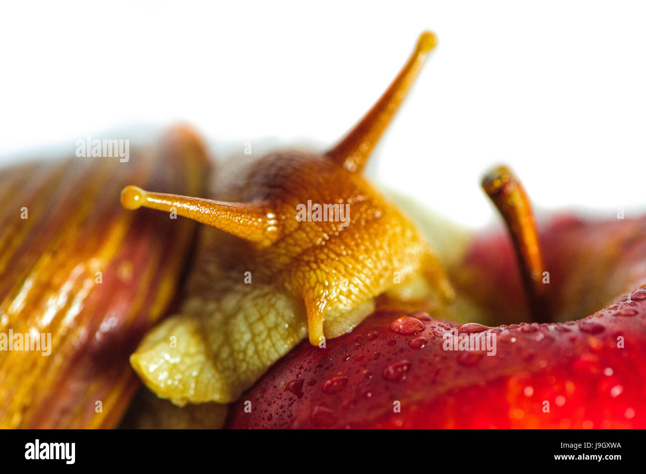 Single Snail on the apple with a beautiful shell,nice coloring,close up ...