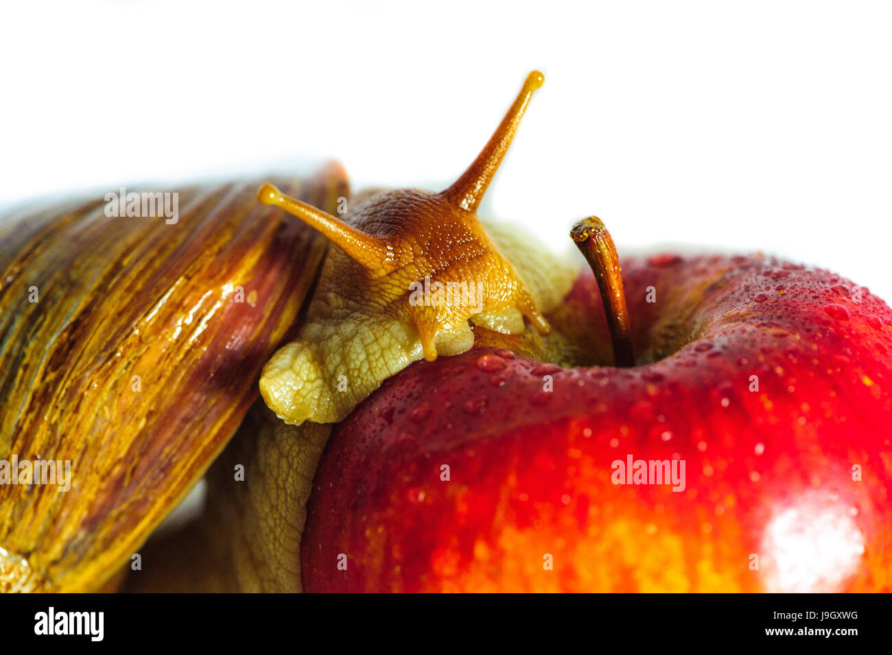Single Snail on the apple with a beautiful shell,nice coloring,close up ...