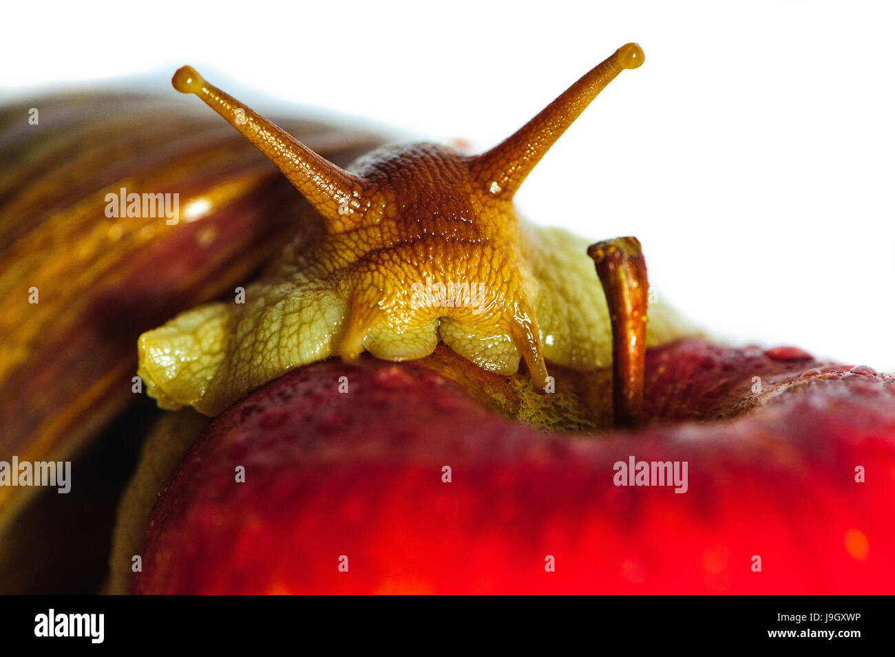 Single Snail on the apple with a beautiful shell,nice coloring,close up ...