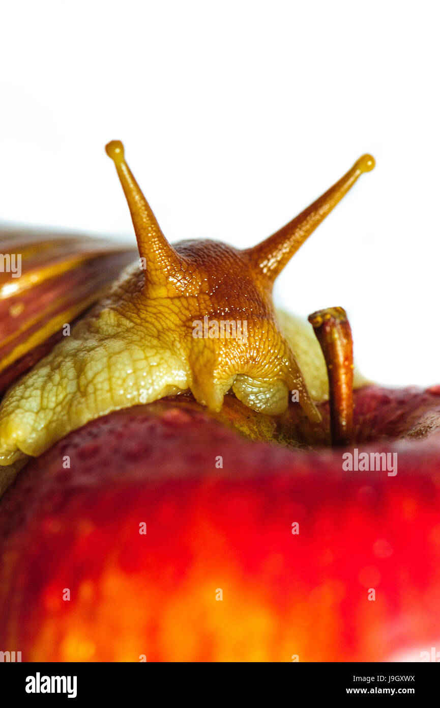 Single Snail on the apple with a beautiful shell,nice coloring,close up ...