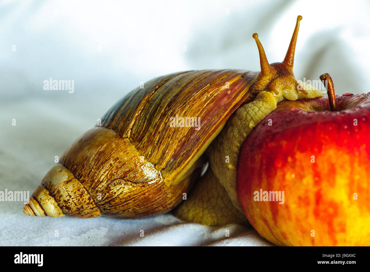 Single Snail on the apple with a beautiful shell,nice coloring,close up ...