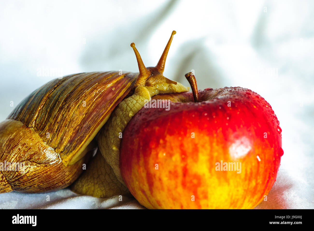 Single Snail on the apple with a beautiful shell,nice coloring,close up ...