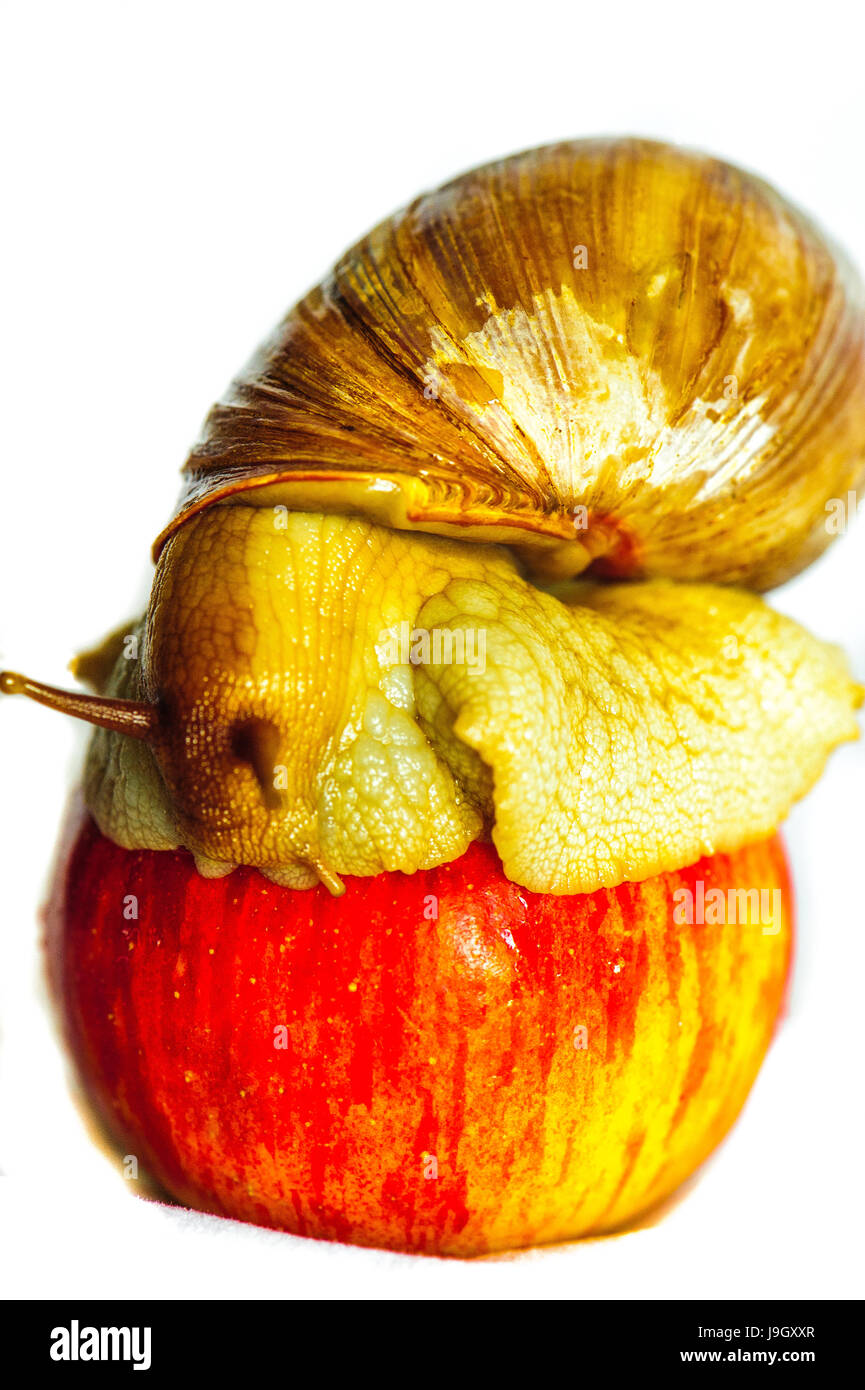 Single Snail on the apple with a beautiful shell,nice coloring,close up ...
