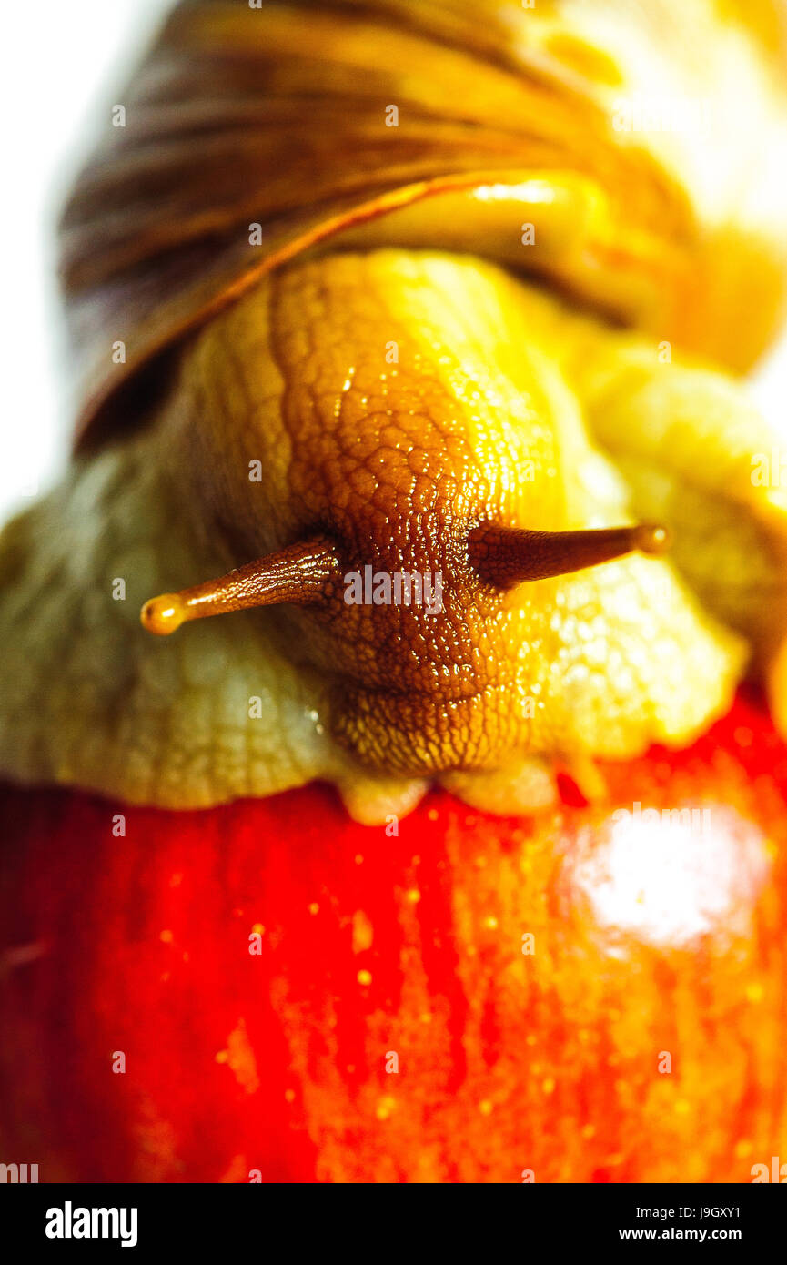 Single Snail on the apple with a beautiful shell,nice coloring,close up ...