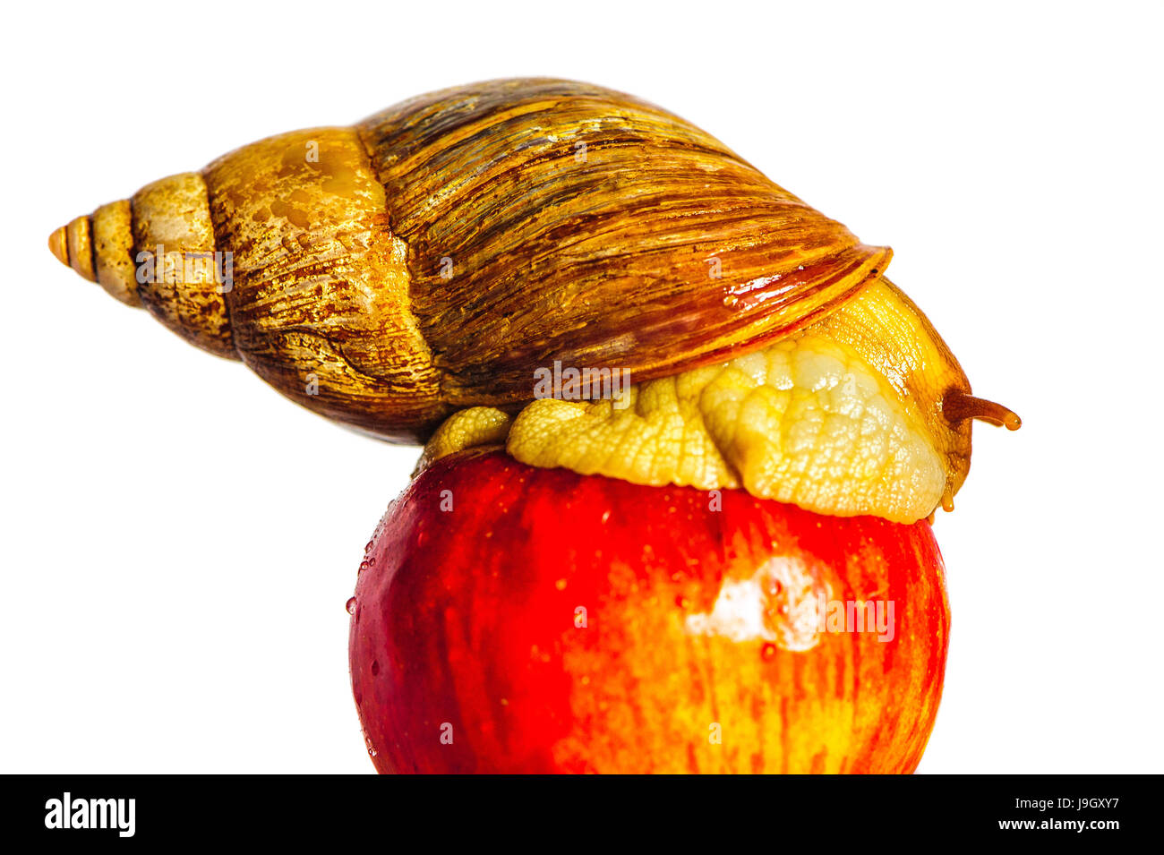 Single Snail on the apple with a beautiful shell,nice coloring,close up ...