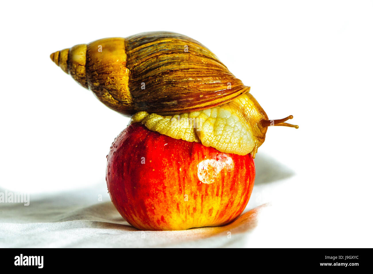 Single Snail on the apple with a beautiful shell,nice coloring,close up ...
