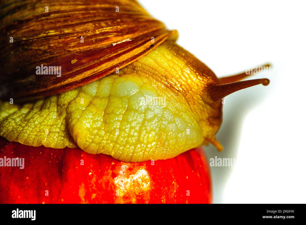 Single Snail on the apple with a beautiful shell,nice coloring,close up ...