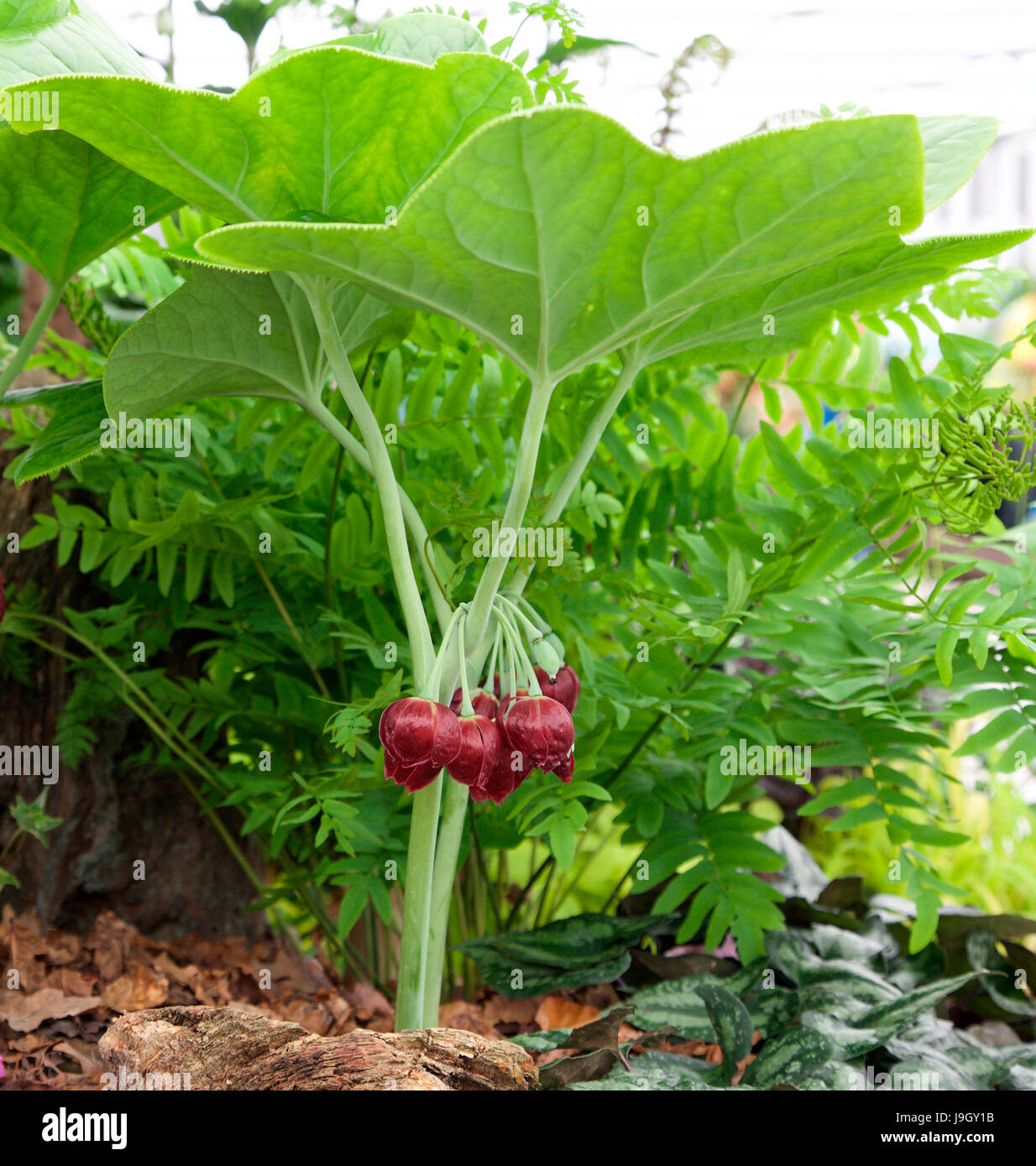 Chinese apple hi-res stock photography and images - Alamy