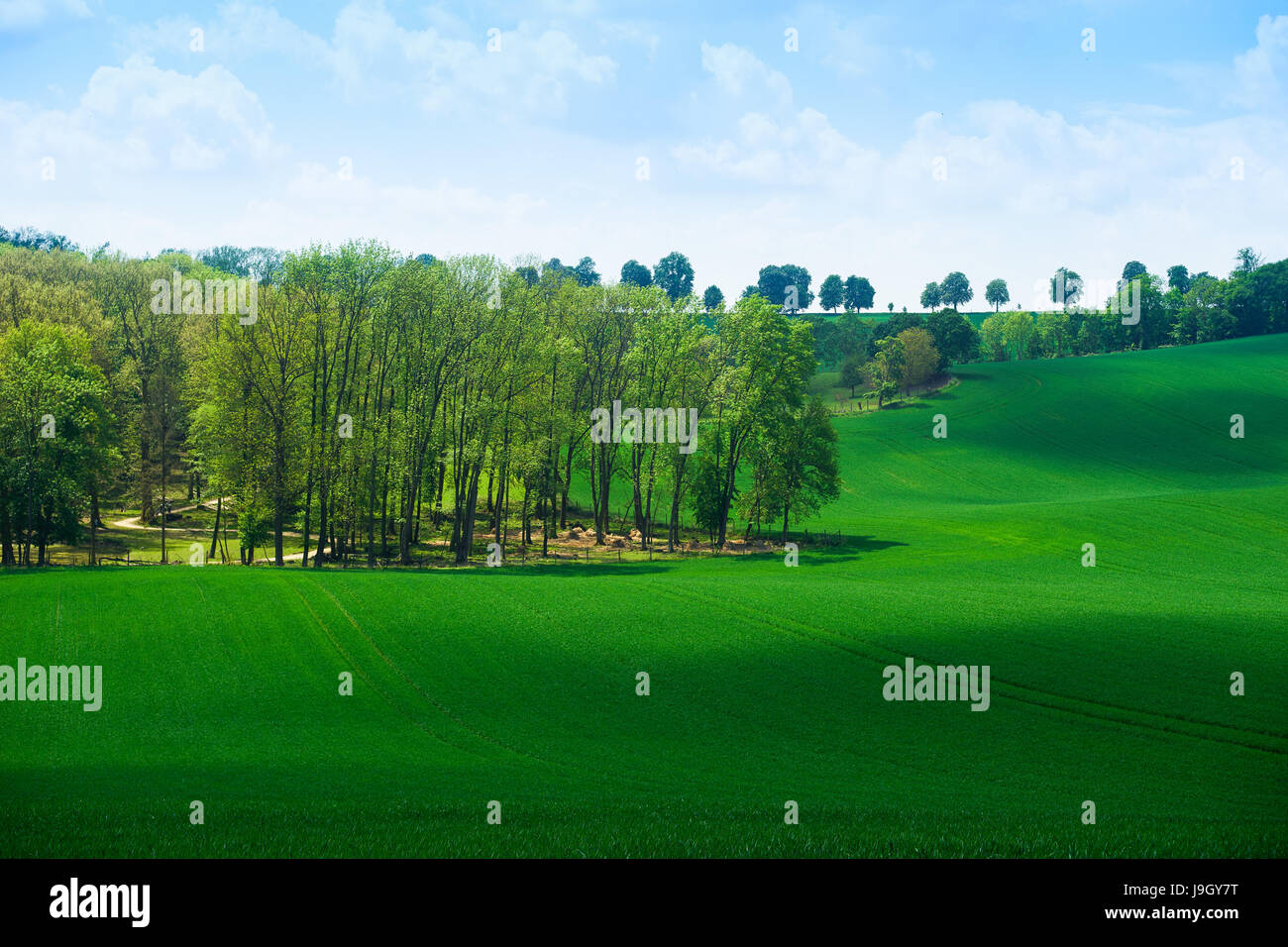 Beautiful green field summer landscape Stock Photo - Alamy
