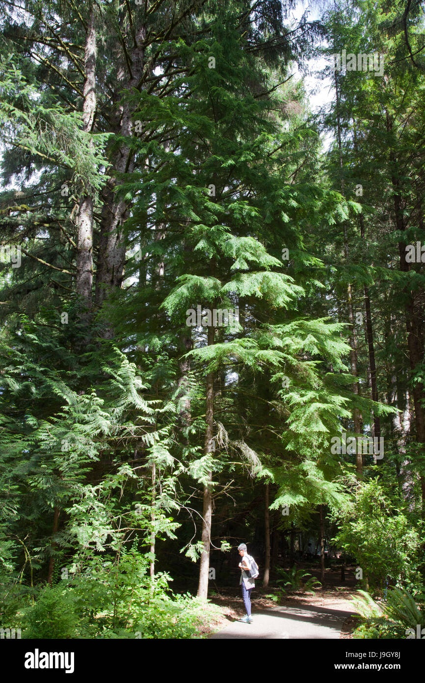 Clatsop state forest, hi-res stock photography and images - Alamy