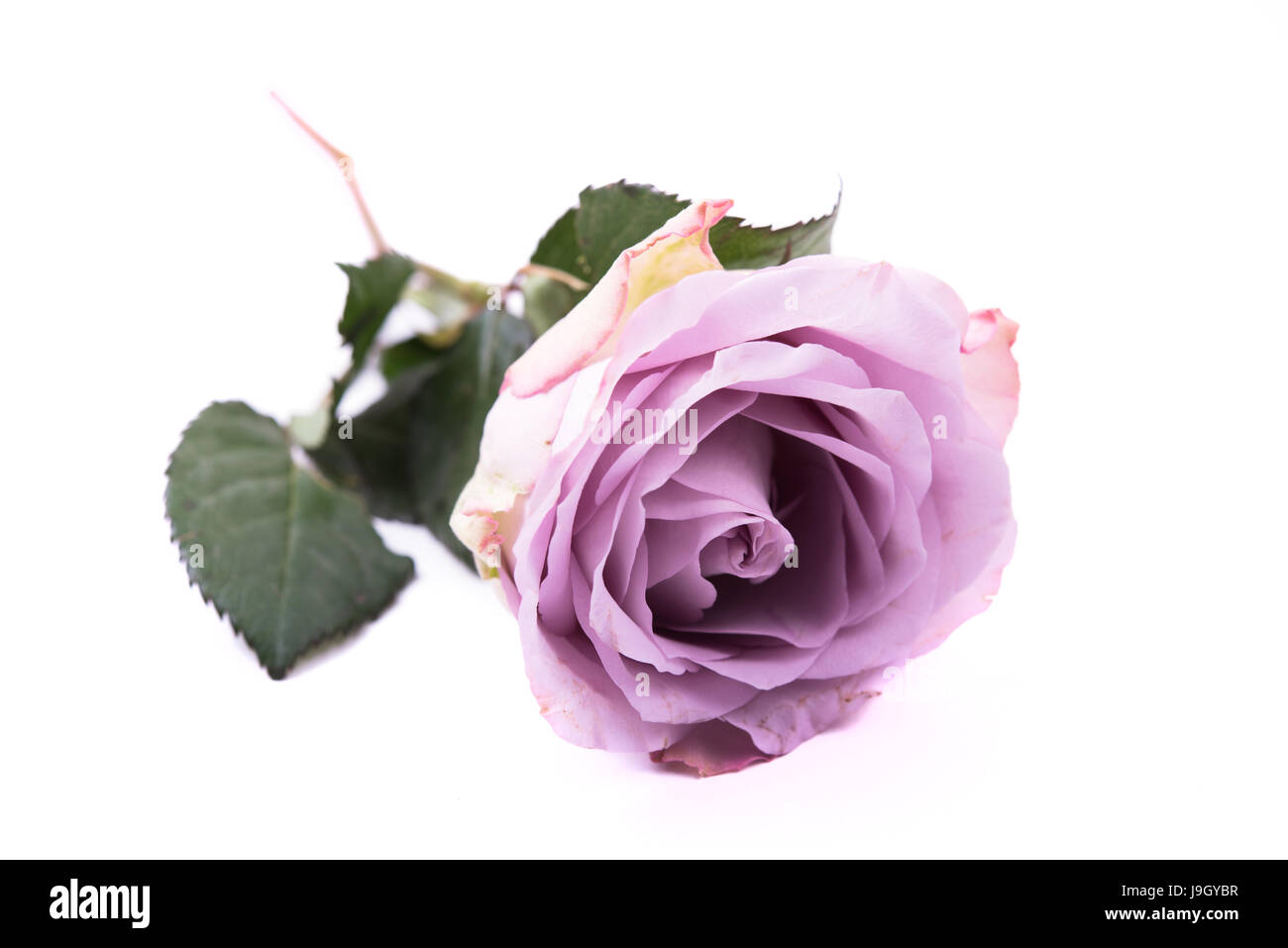 Pastel purple, mauve color fresh summer rose isolated on white ...
