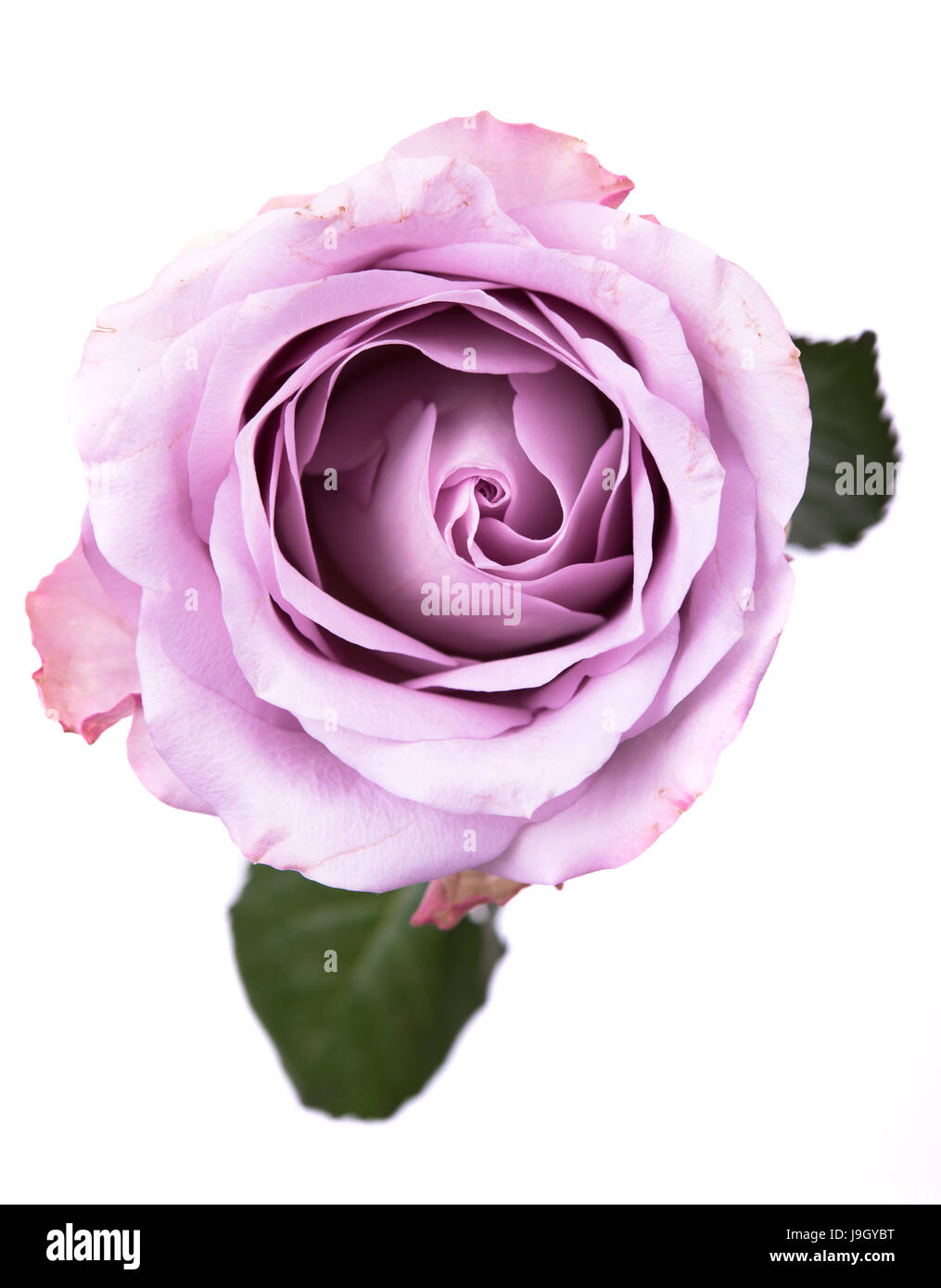 Pastel purple, mauve color fresh summer rose isolated on white ...