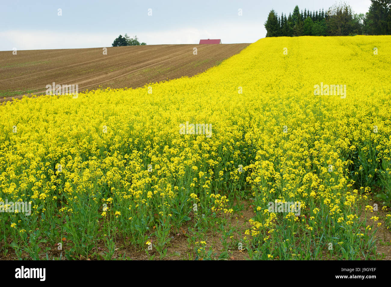 Field of canola hi-res stock photography and images - Alamy