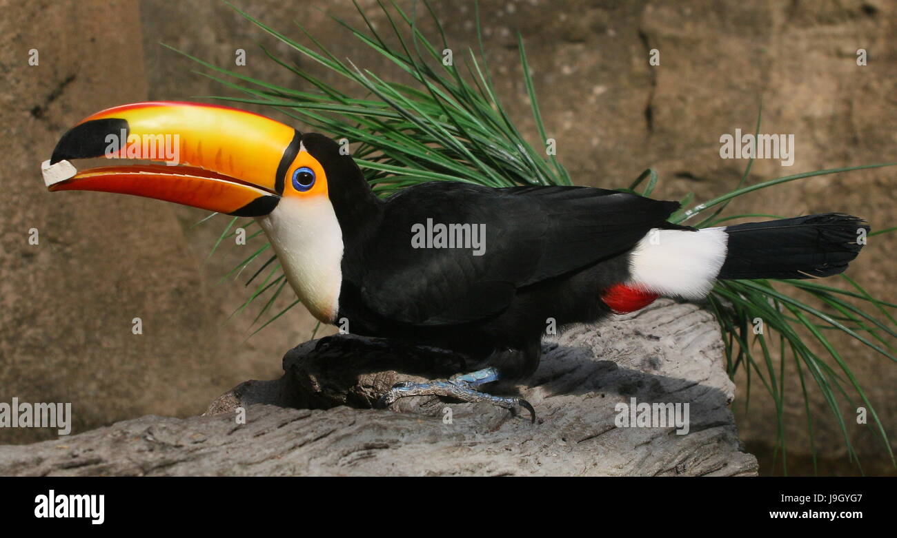 Toco Toucan Eggs