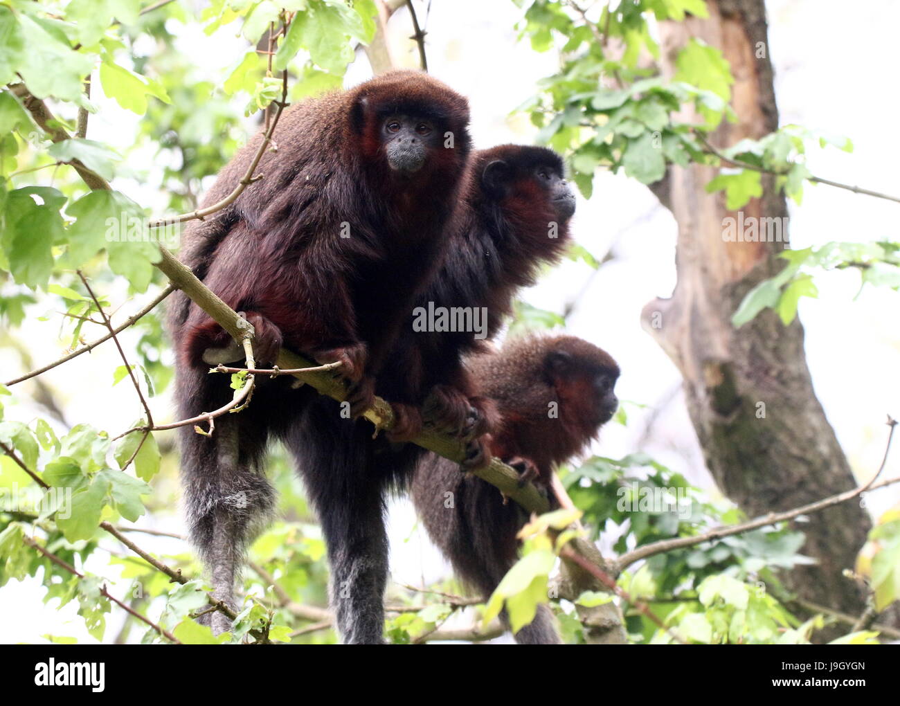Family of South American Coppery or copper coloured Titi Monkeys ...
