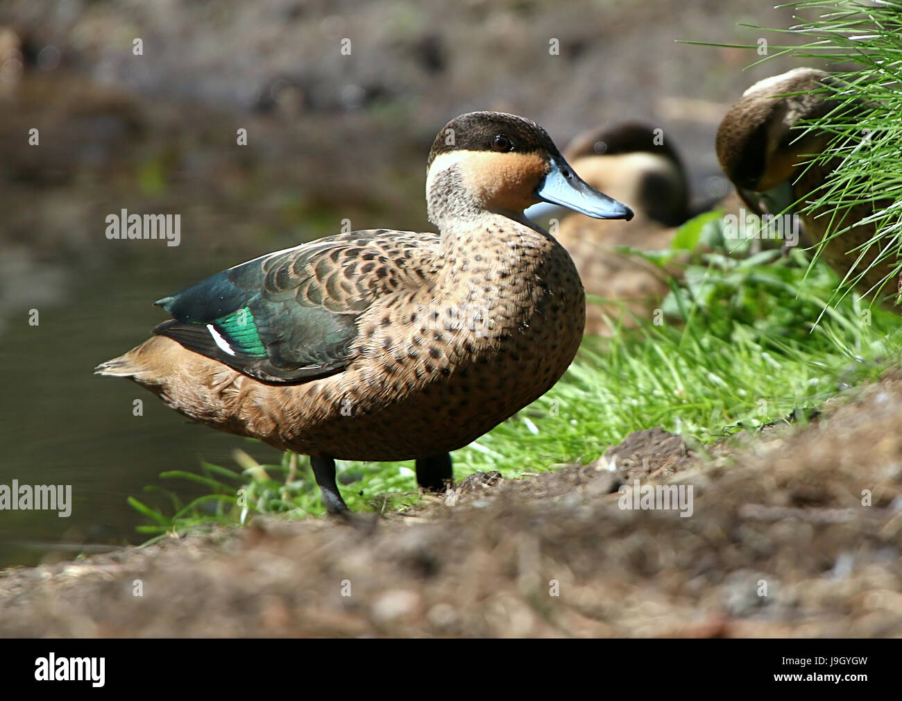African Hottentot Teal (Anas hottentota) on the shore Stock Photo - Alamy
