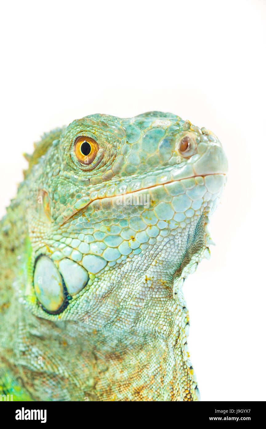 one green iguana lizard .reptile muzzle closeup Stock Photo - Alamy