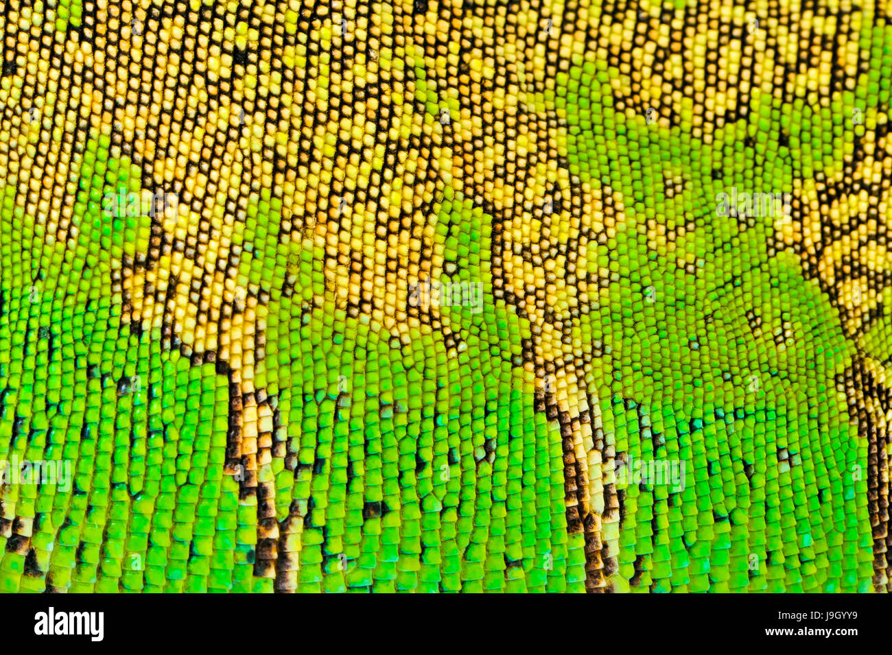 one green iguana lizard .reptile texture skin closeup Stock Photo - Alamy