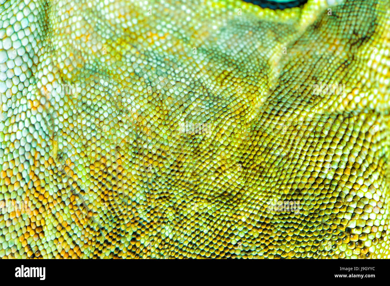 Iguana Skin Texture Stock Photos & Iguana Skin Texture Stock Images - Alamy