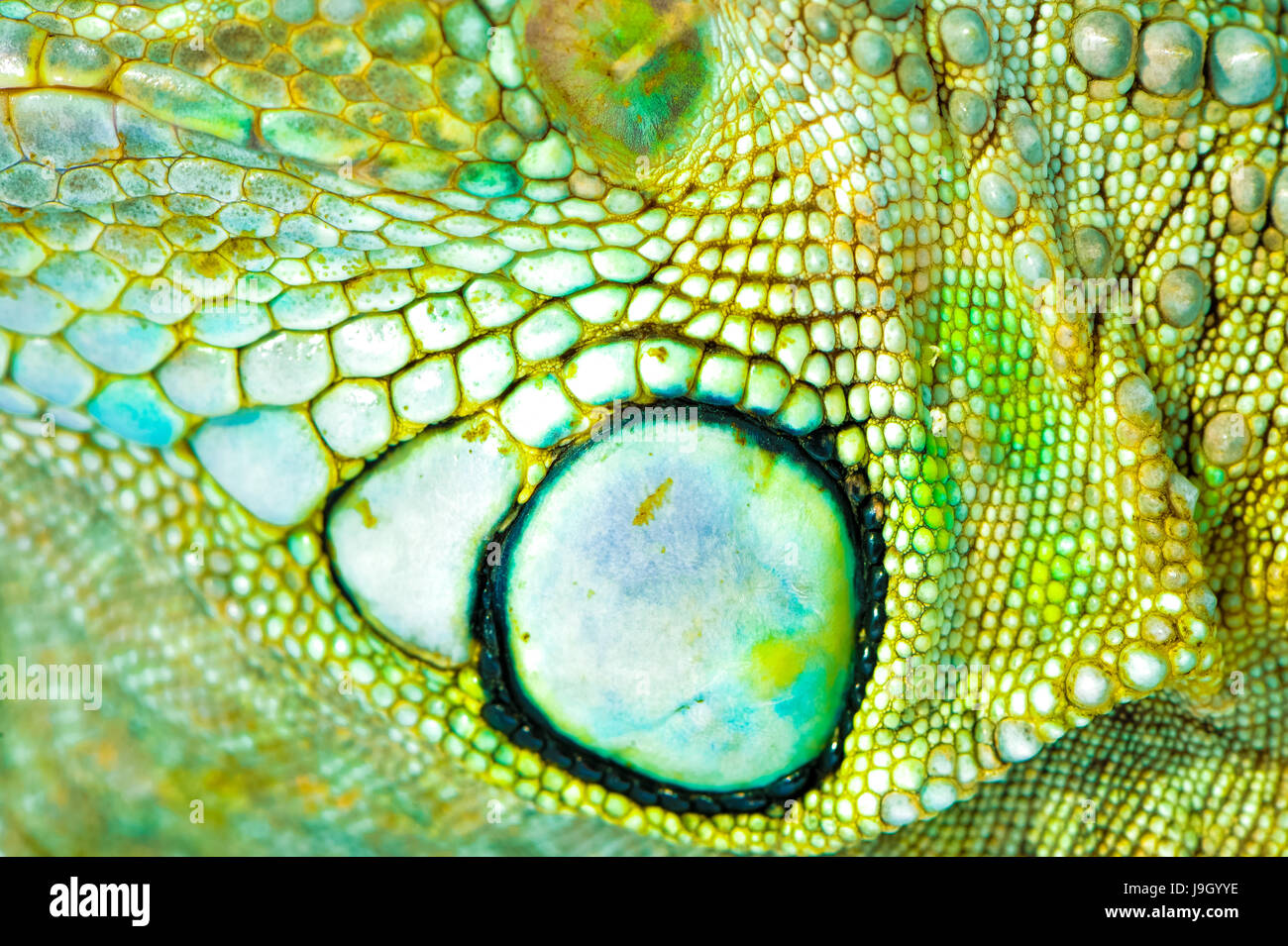 Iguana skin texture hi-res stock photography and images - Alamy
