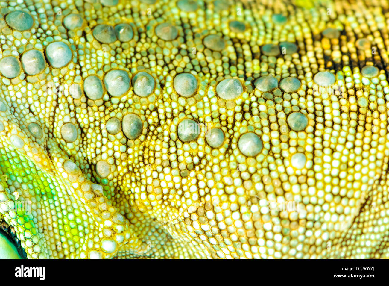 Iguana Skin Texture Stock Photos & Iguana Skin Texture Stock Images - Alamy
