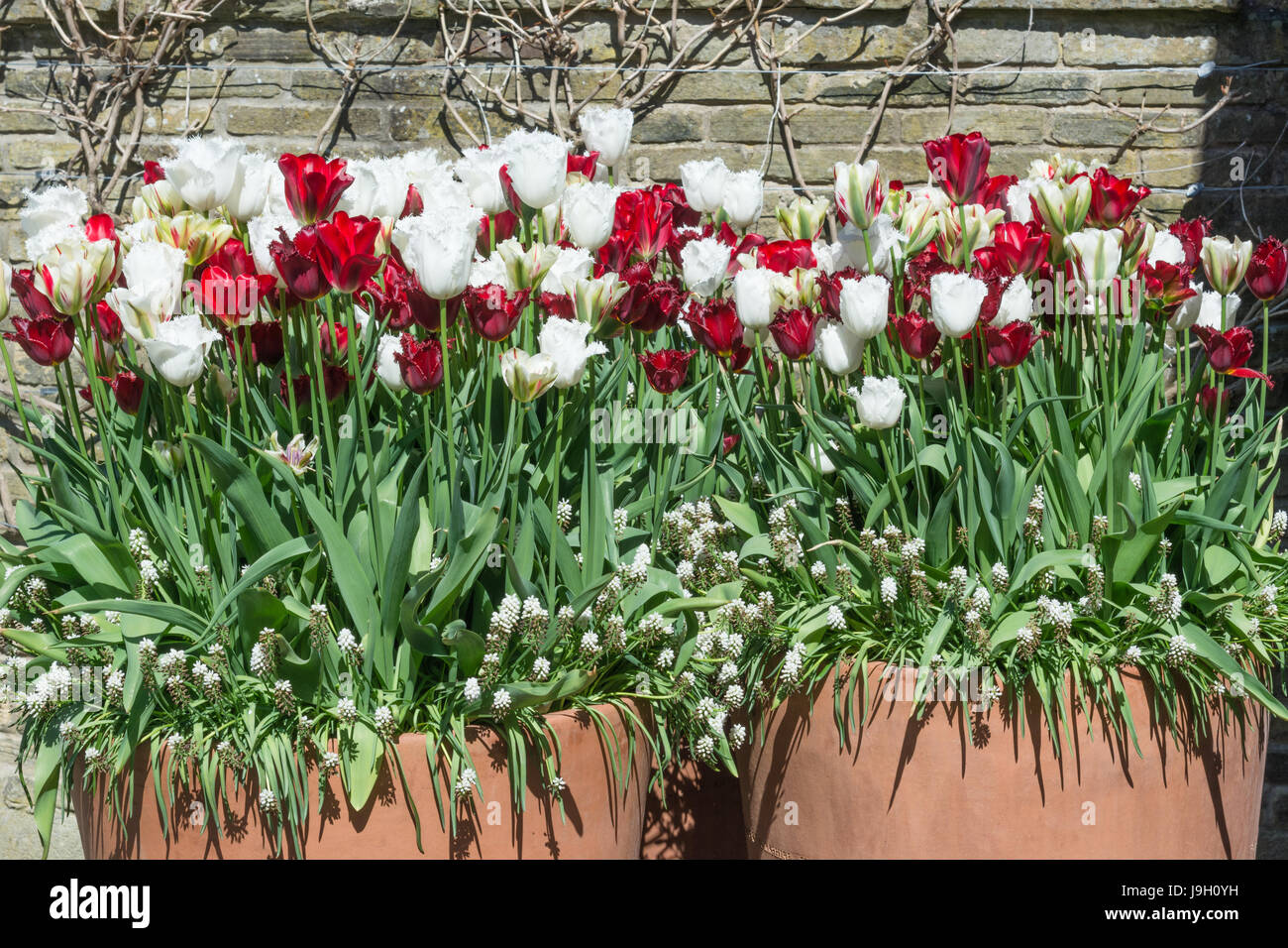 Tulips 'Pearl' (red fringed), 'Flaming Spring Green' (white/red), 'Red ...