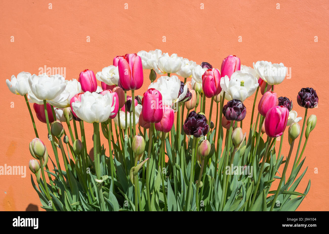 Maureen flowers hi-res stock photography and images - Alamy