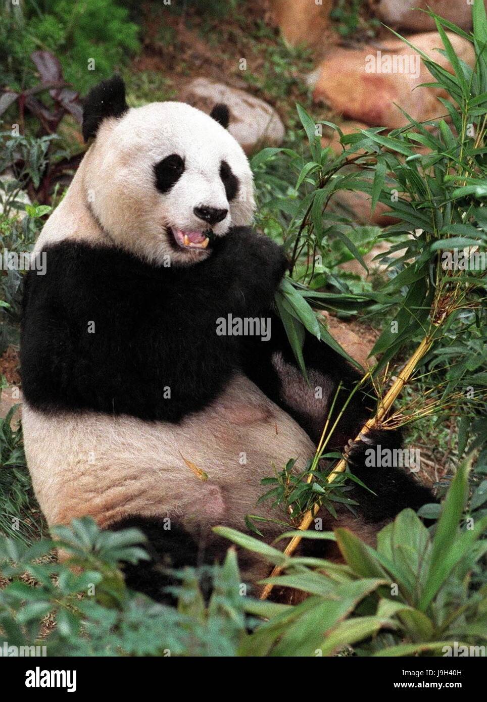 Hong Kong, China. 17th May, 1997. File photo shows An An, the panda ...
