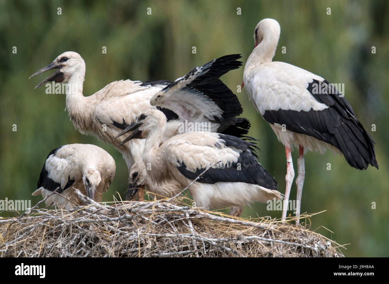 Four young white storks stand in their nest together with two older ...