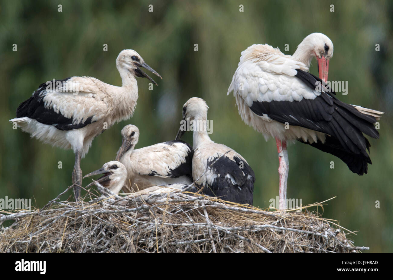 Four young white storks stand in their nest together with two older ...