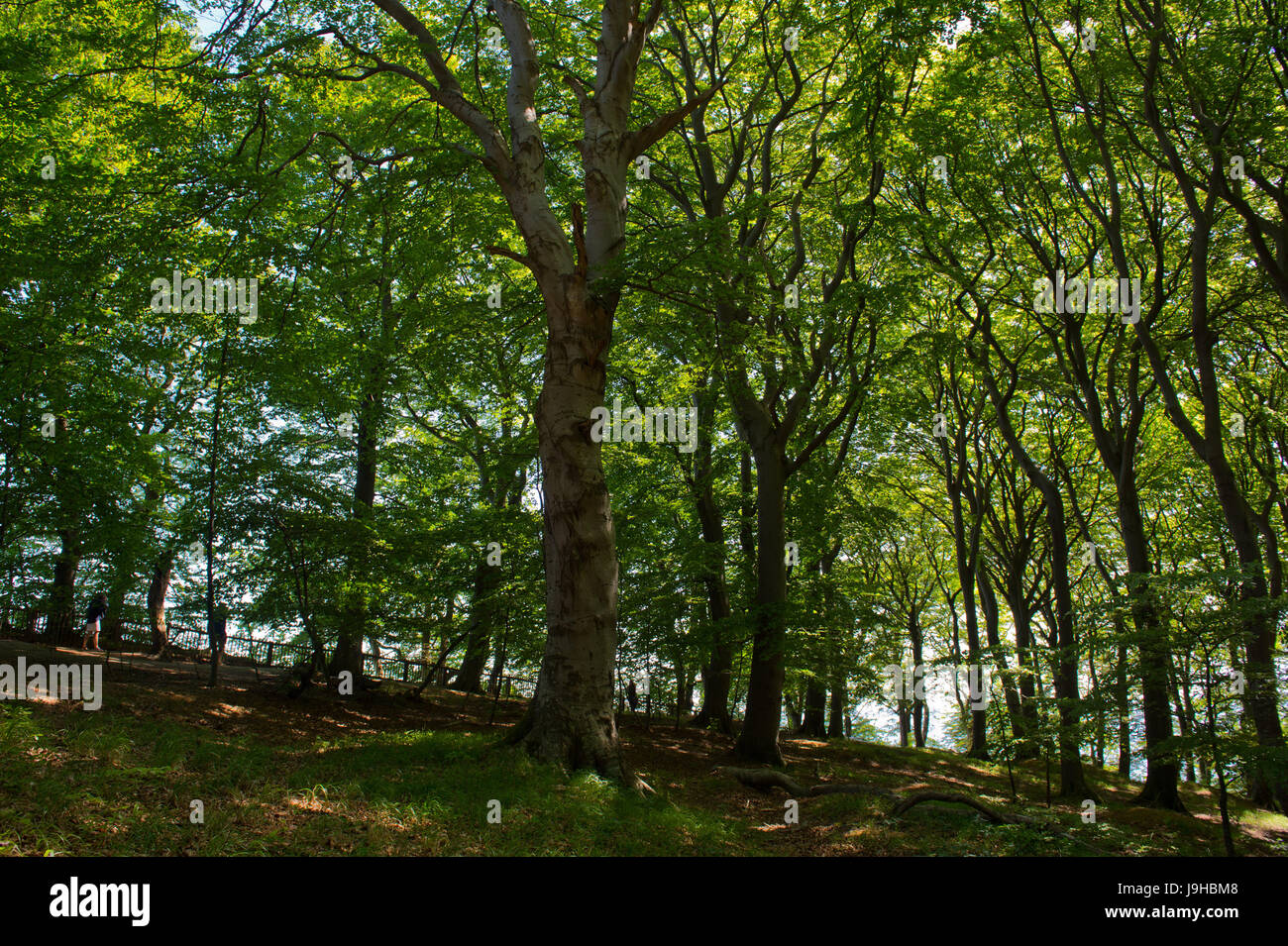 View of the old beech groves, photographed in the national park Jasmund ...