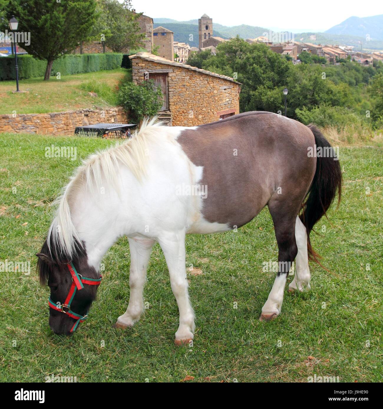 beautiful, beauteously, nice, mountains, horse, animal, pet, mammal ...