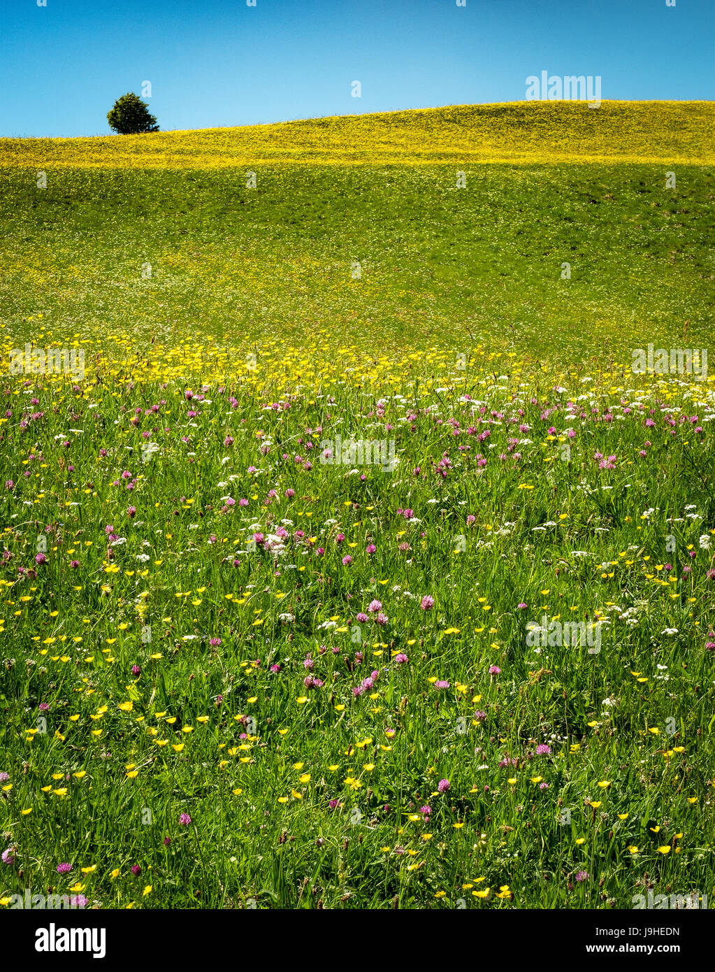 Meadow flowers, Swaledale, buttercups, Grasses Stock Photo - Alamy
