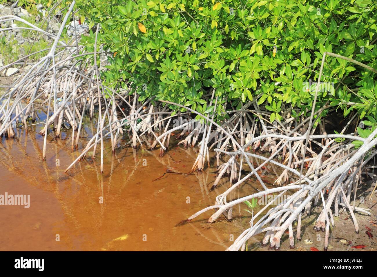 beautiful, beauteously, nice, environment, enviroment, tree, trees ...