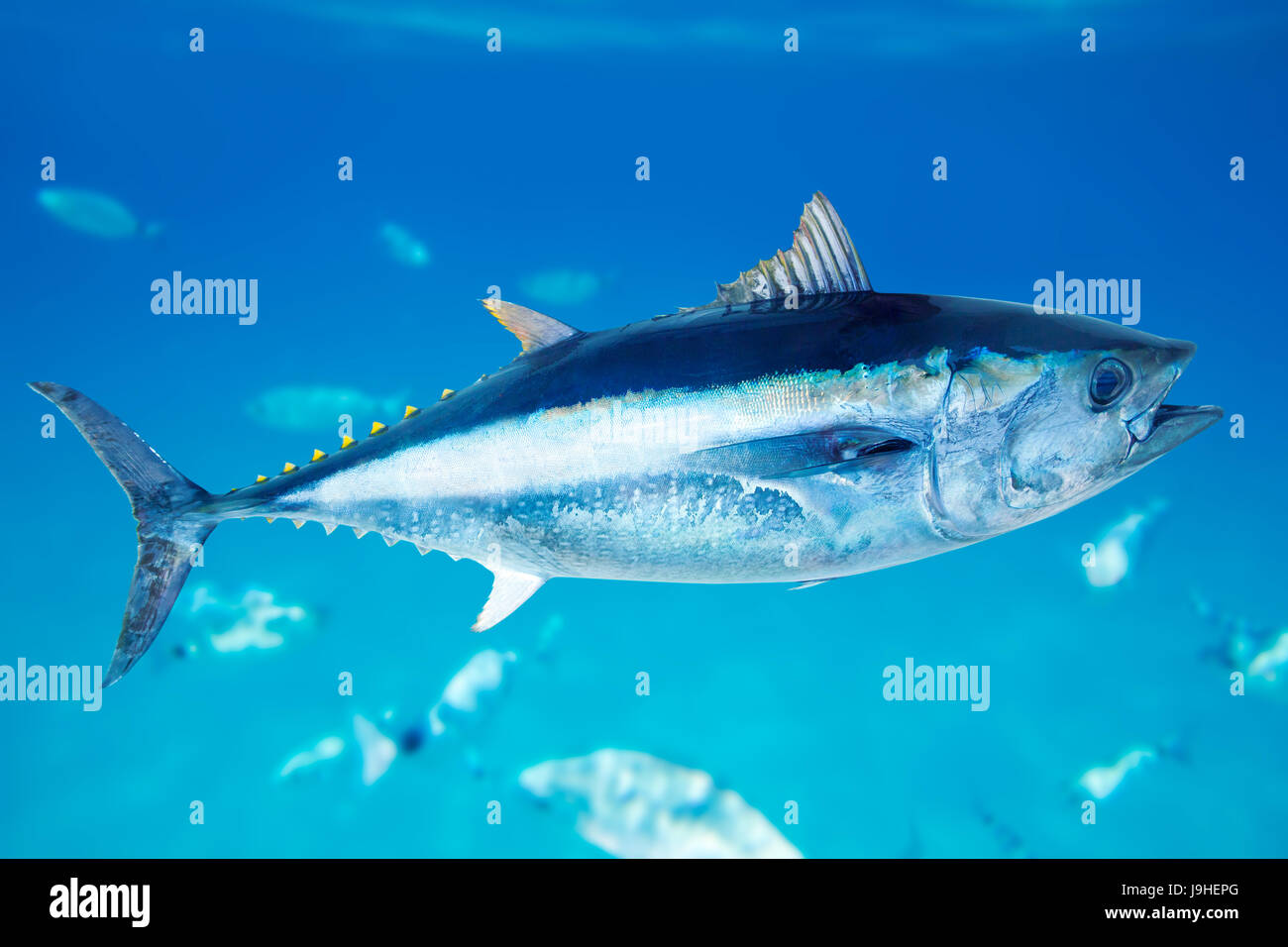 Fish swarm tuna hi-res stock photography and images - Alamy
