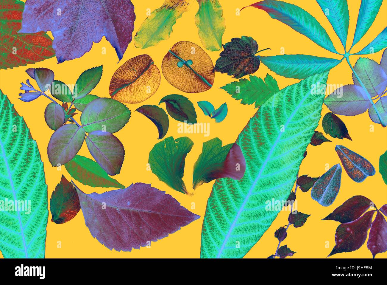 beautiful, beauteously, nice, leaf, art, isolated, model, design ...