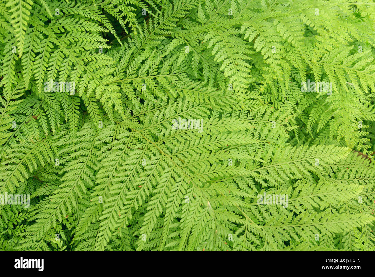Ferns New Zealand Stock Photo - Alamy
