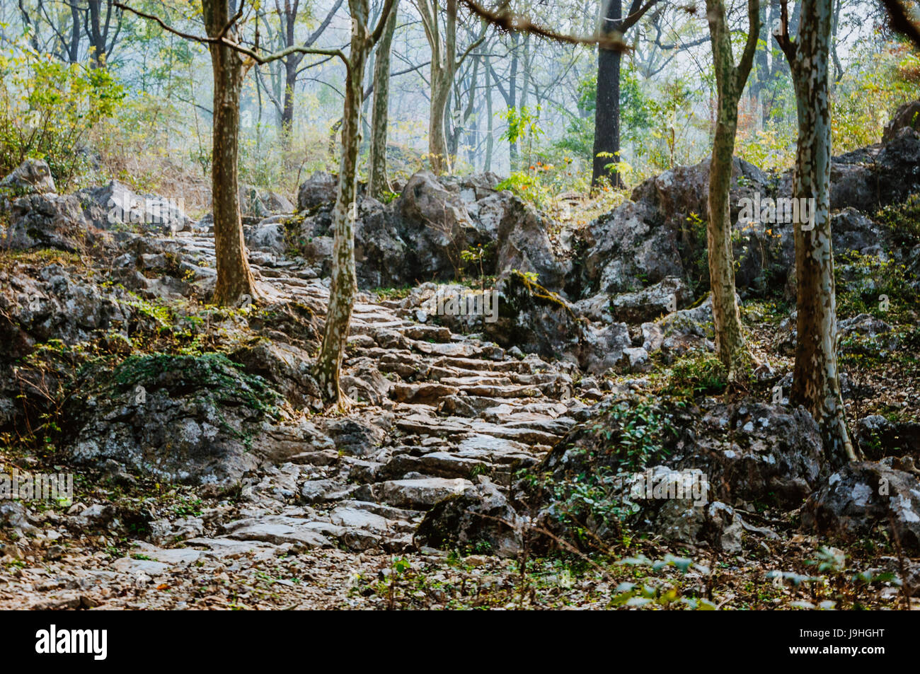 Mountain forest stones road hi-res stock photography and images - Alamy