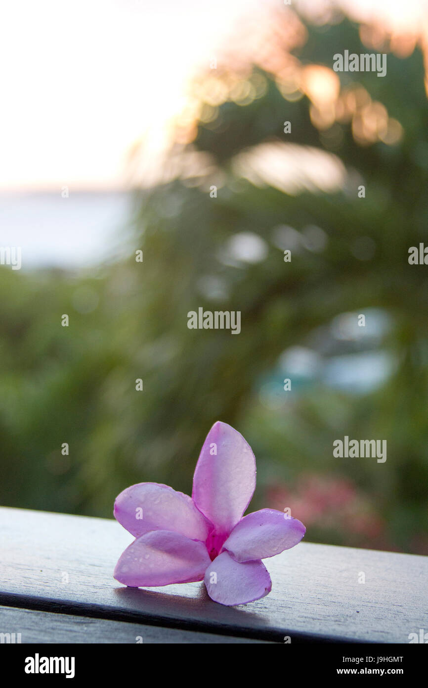 Pink Frangipani flower on a deck railing at sunset, St. John, USVI ...