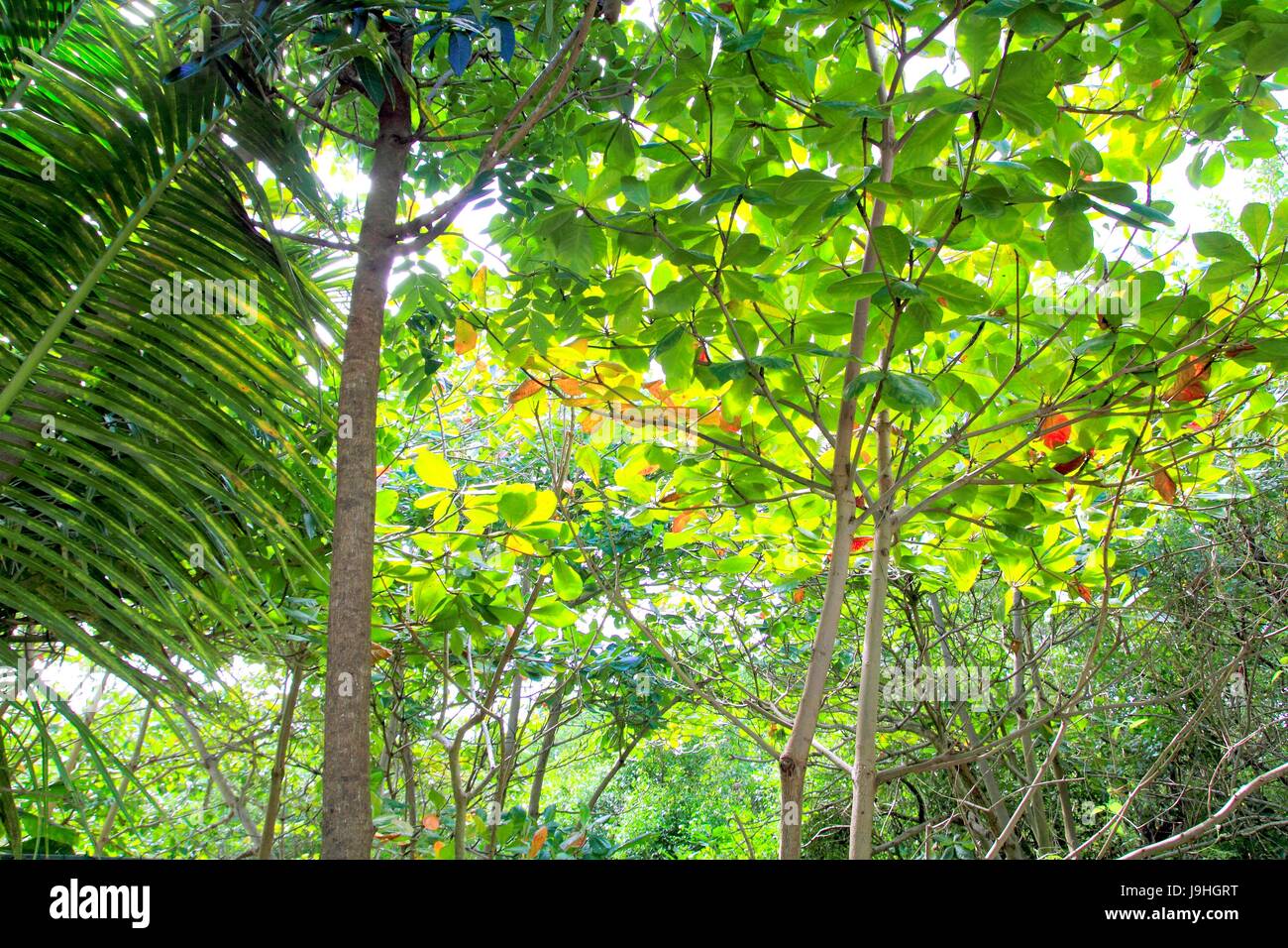 beautiful, beauteously, nice, environment, enviroment, tree, park ...